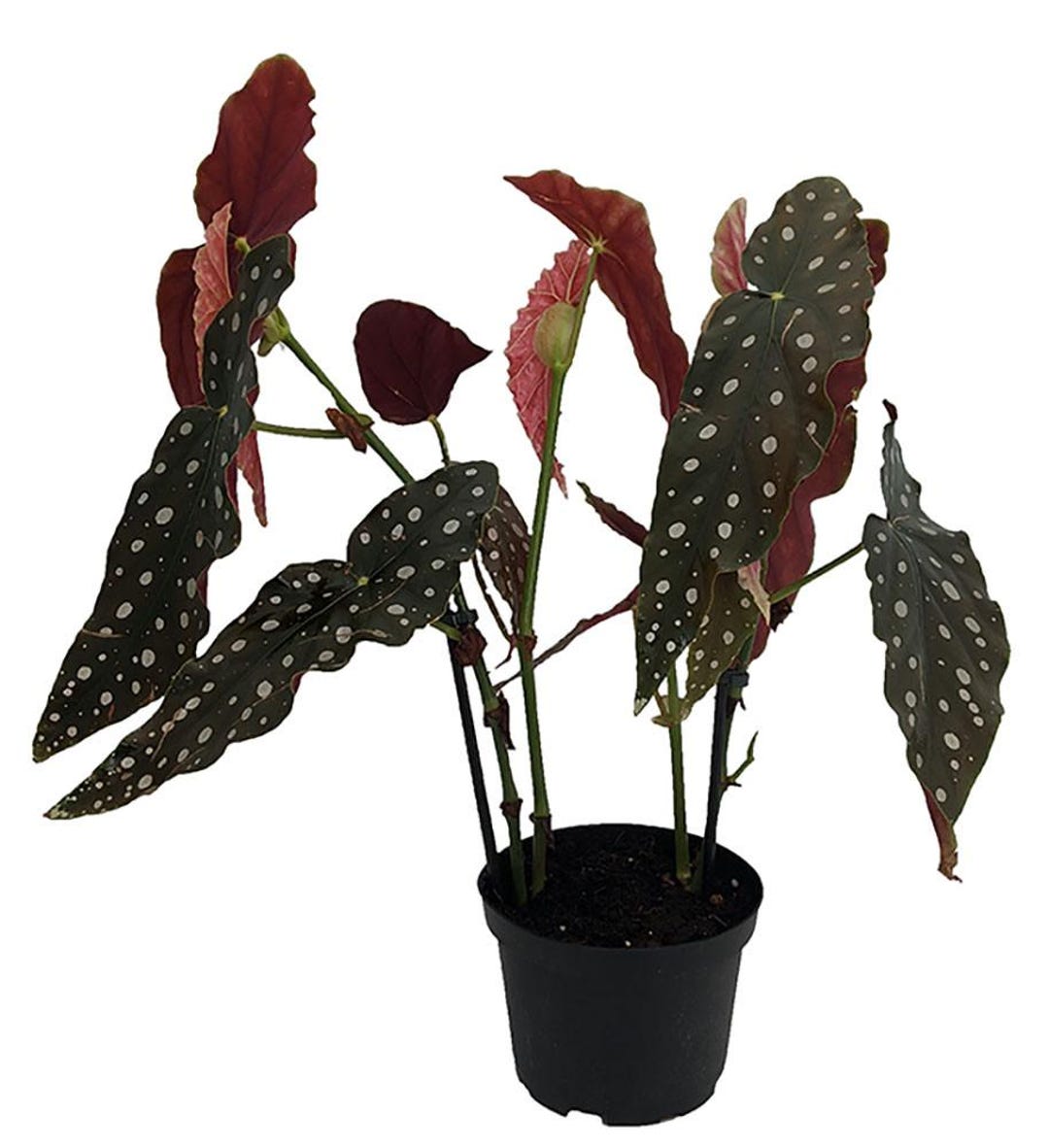 Rare Polka Dot Bat Wing Begonia Plant Begonia Maculata Variegata 6 Pot ...