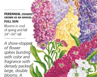 Column Stock Seeds - Etsy