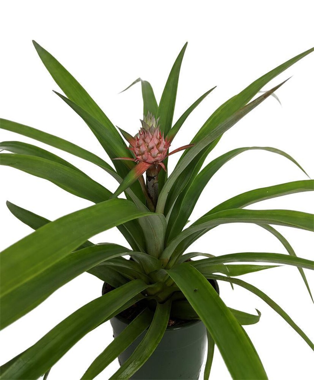 Planta de piña frutal - Ananas comosus - Ideal para interior y exterior ...