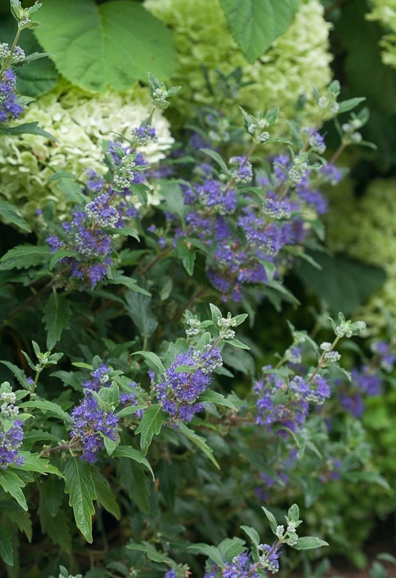 Beyond Midnight® Bluebeard - 4" Pot - Caryopteris - Proven Winners - Etsy
