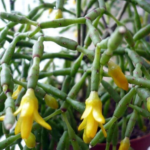 Rhipsalis Plant - Etsy