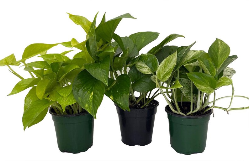 Pothos Plant Assortment 3 Pack in 4 Pots - Etsy