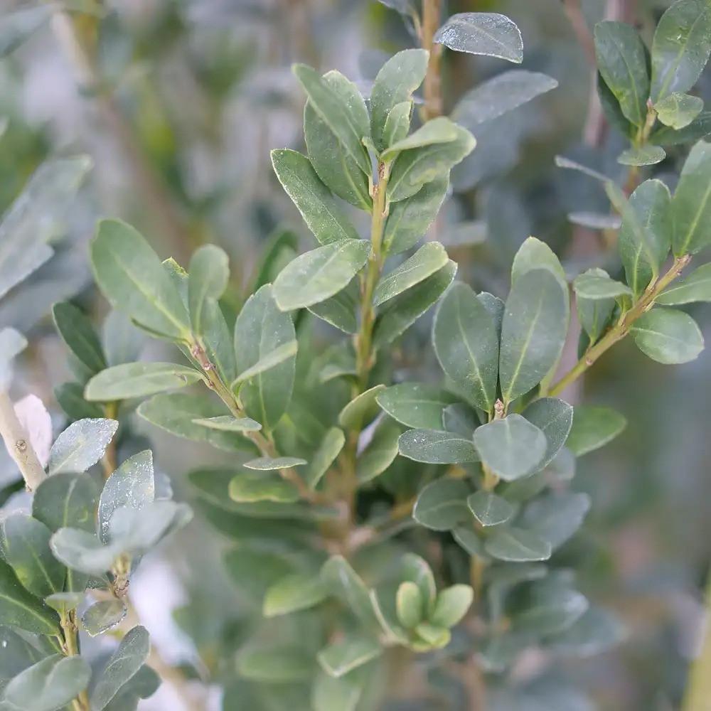 Hedge Box Japanese Holly - Ilex Crenata - Proven Winners - 4" Pot - Etsy