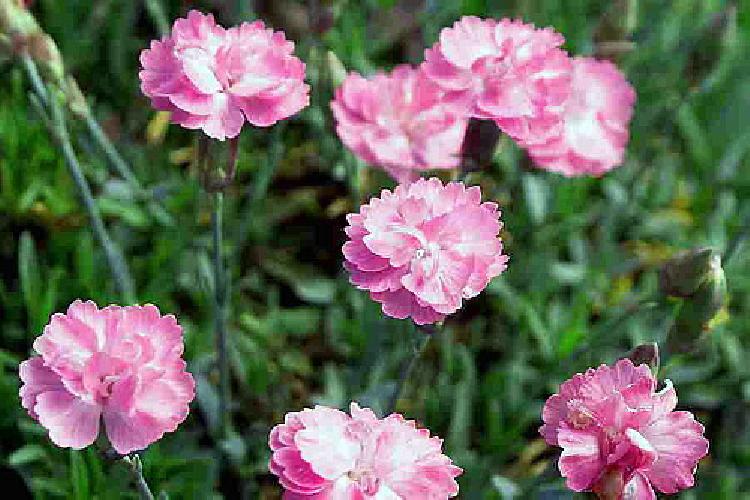 Tiny Rubies Dianthus - Fragrant/hardy Groundcover - 2.5" Pot - Etsy