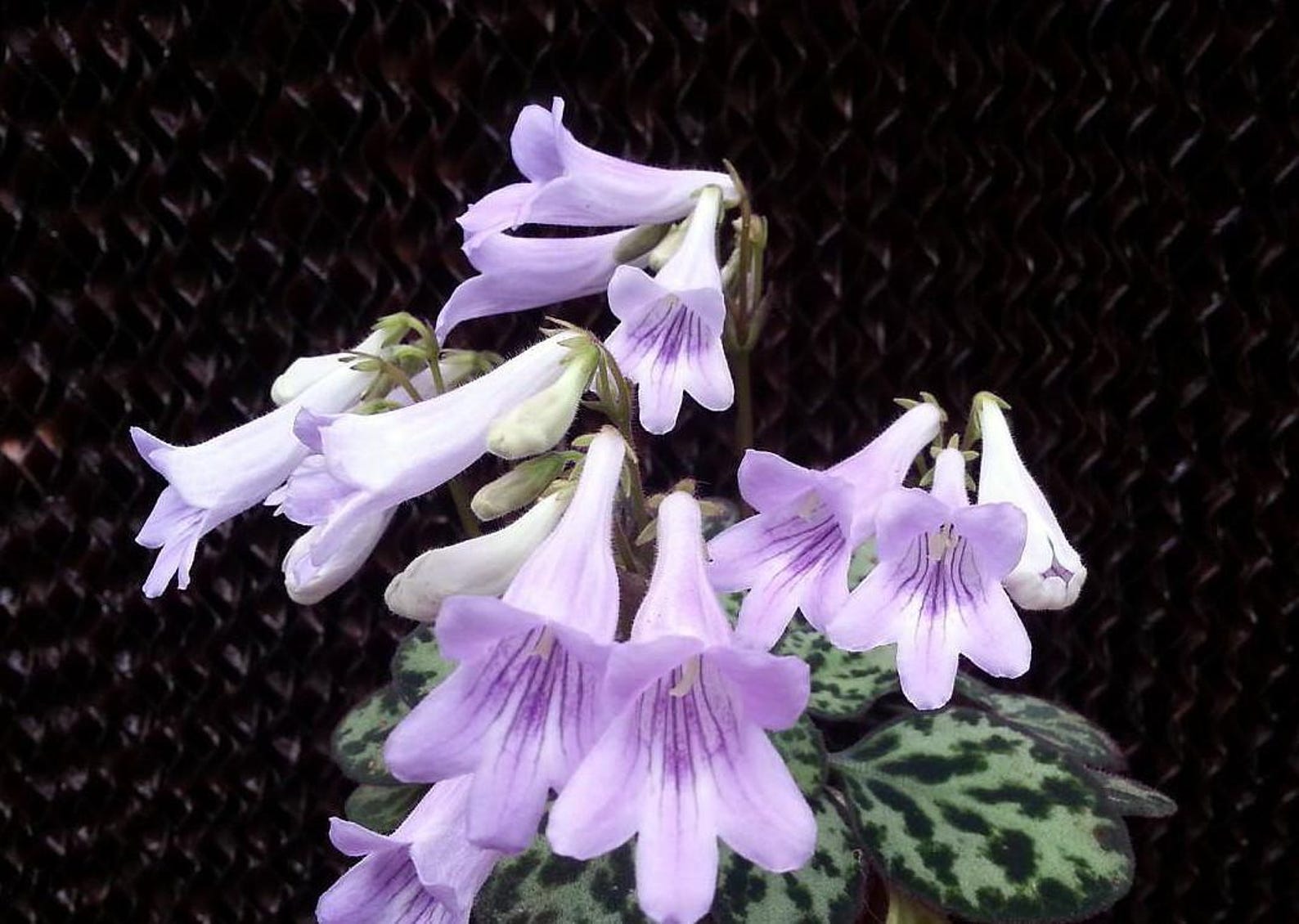 Frosted Jade Asian Violet - Primulina Pseudoyungfuensis - 2.5" Pot ...