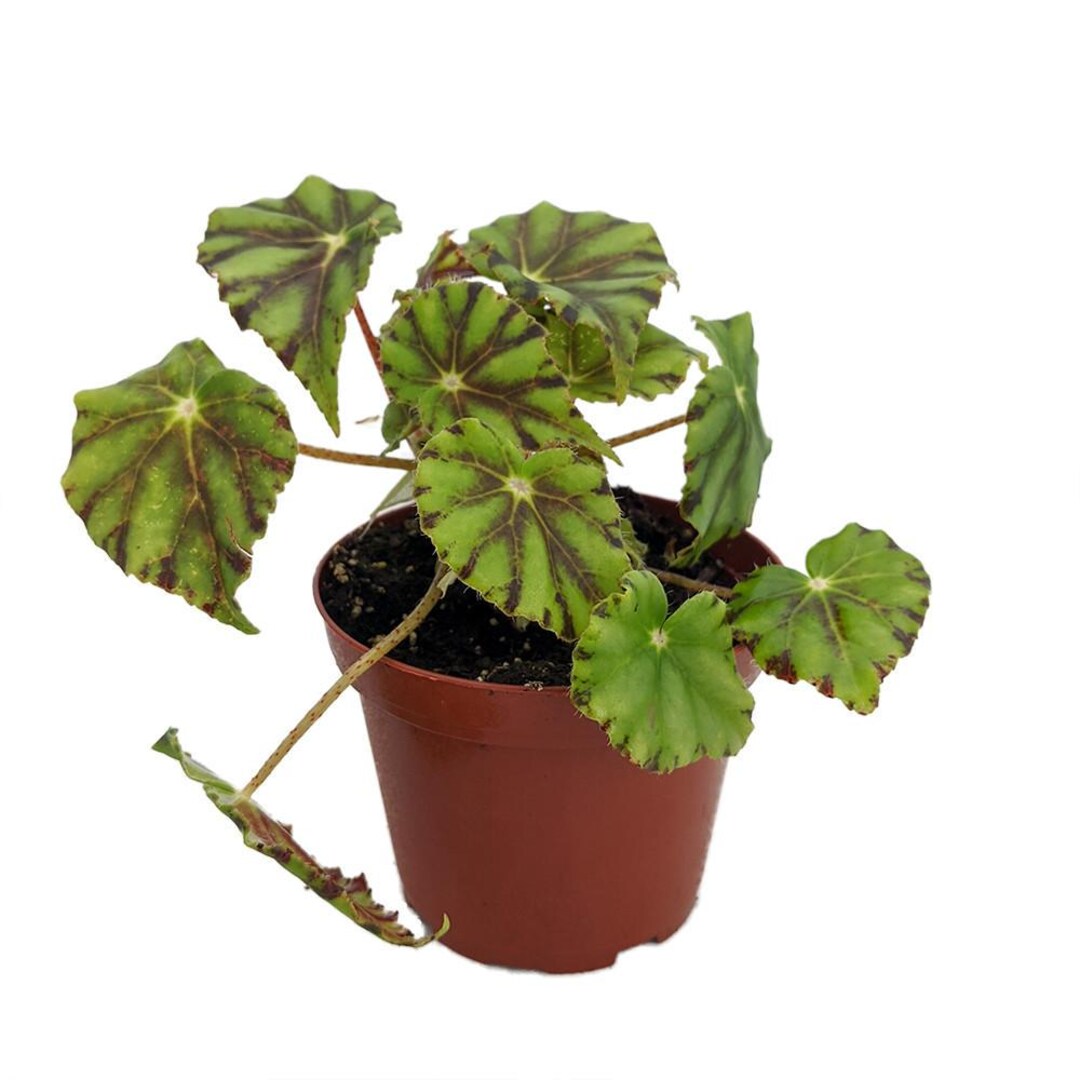 Black Lightning Begonia Plant -3.7" Pot- Terrarium/fairy Garden ...