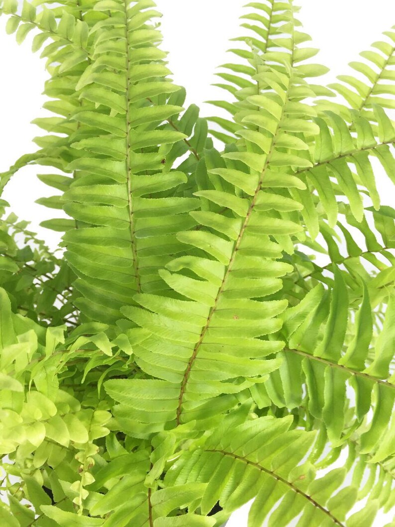 Golden Glow Boston Fern Nephrolepis Lemon Yellow Color | Etsy