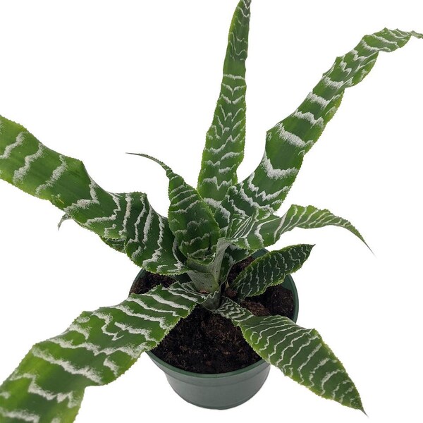 Cryptanthus - Etsy