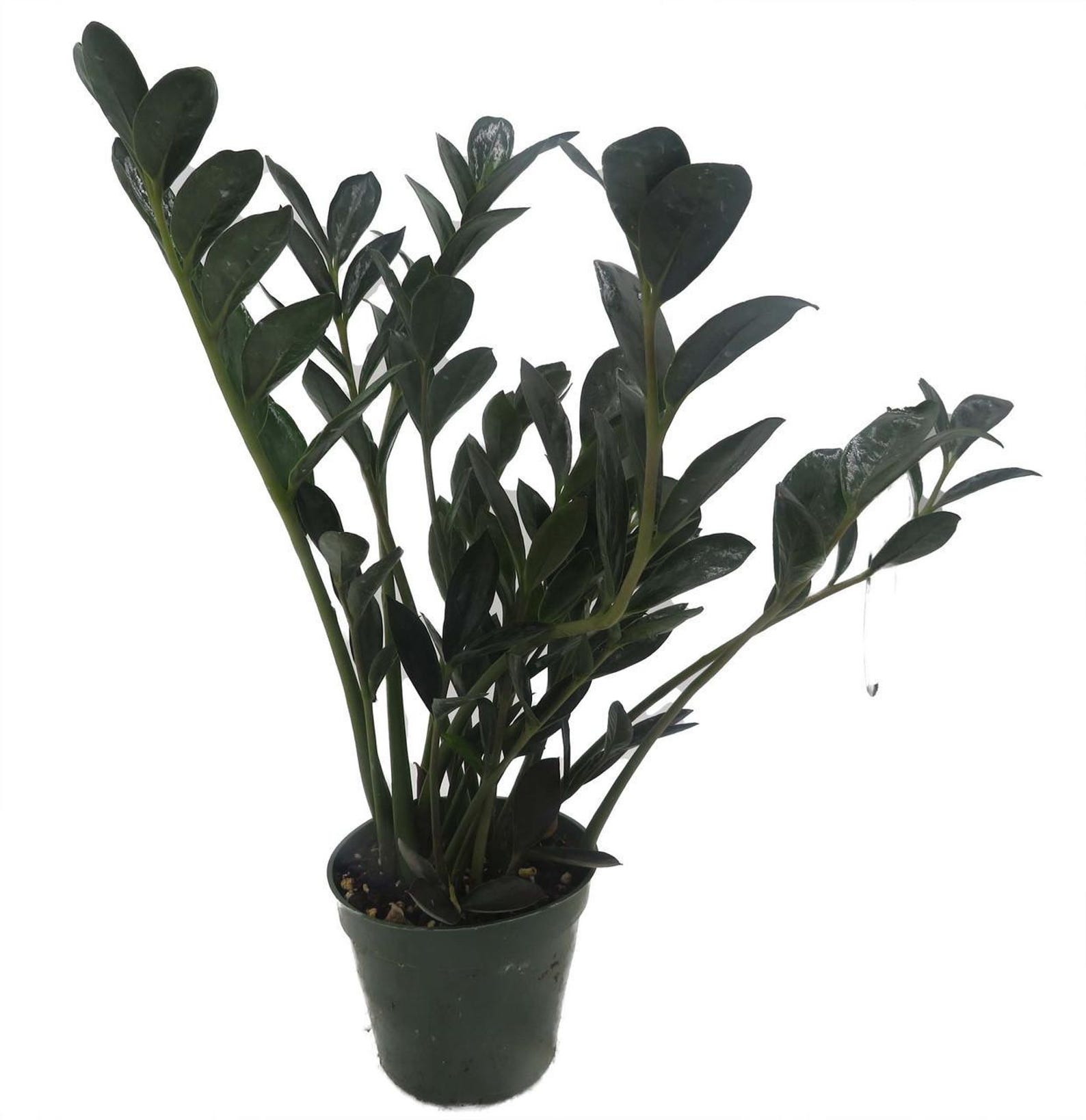Rare Dwarf Black ZZ Plant - Zamioculcas Zamicro - 4" Pot - Houseplant ...