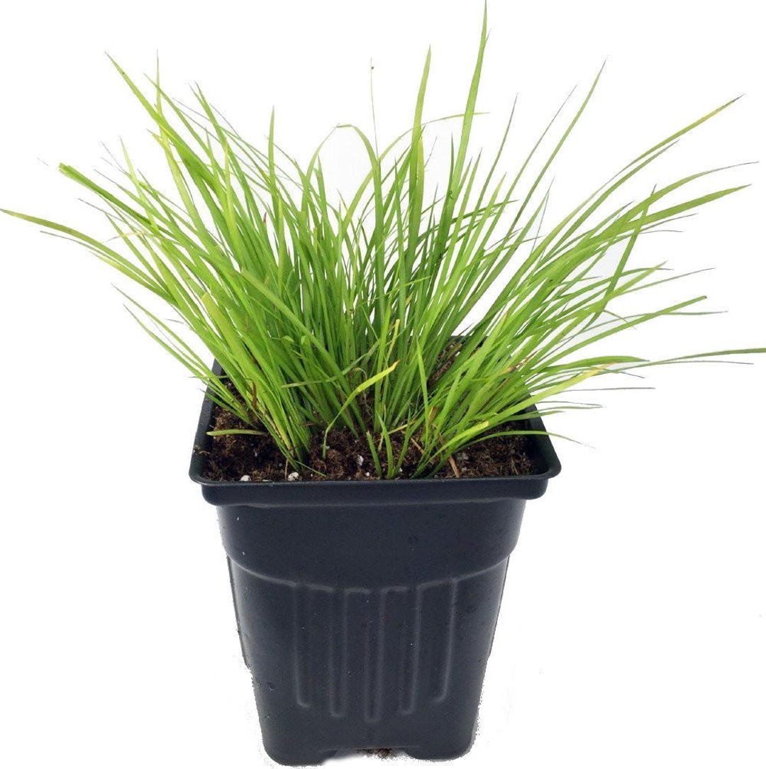 Golden Dwarf Sweet Flag Plant - Acorus - Terrarium/fairy Garden - 2.5 ...