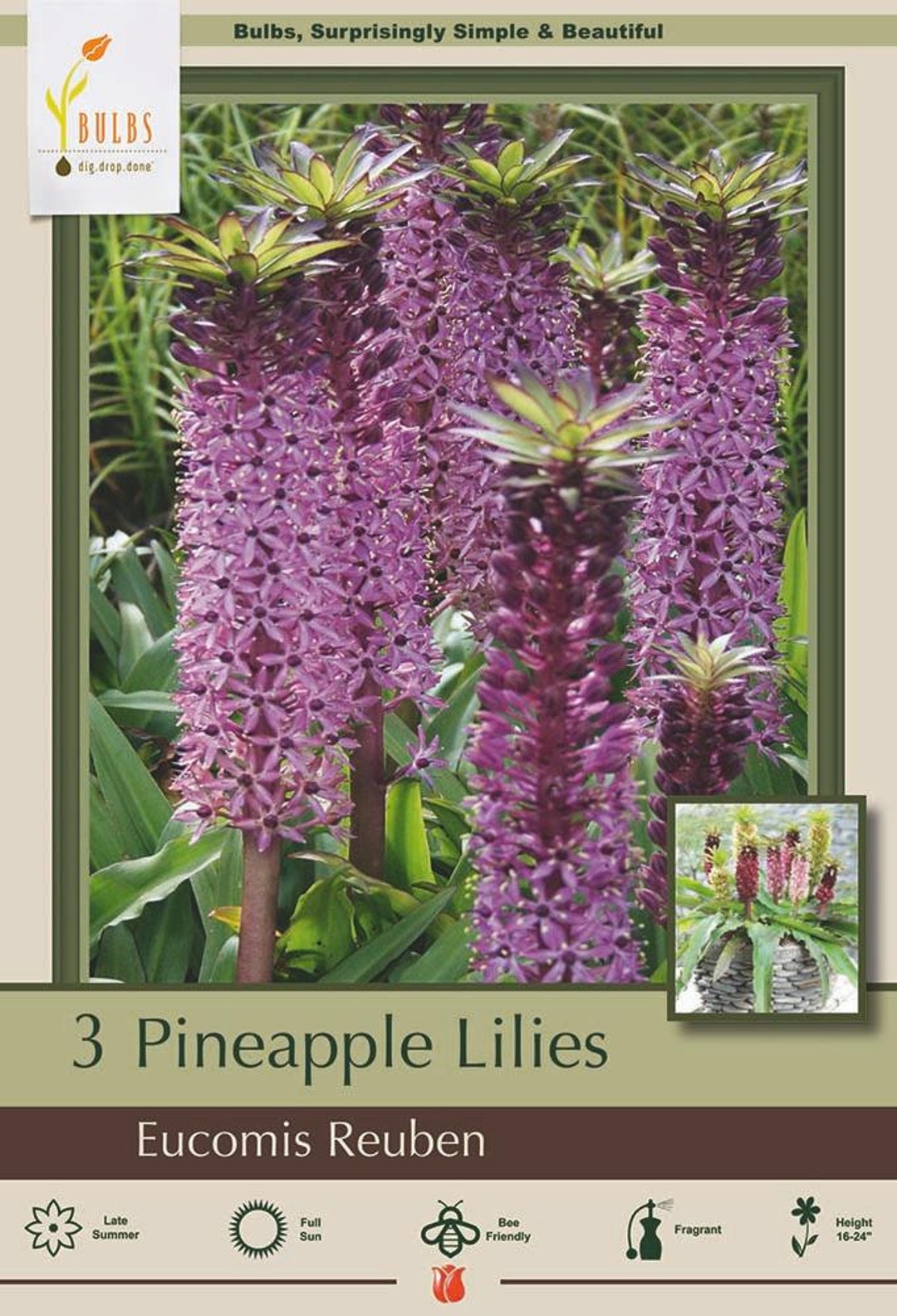 Reuben Pineapple Lily 3 Bulbs 16/ Cm Eucomis - Etsy