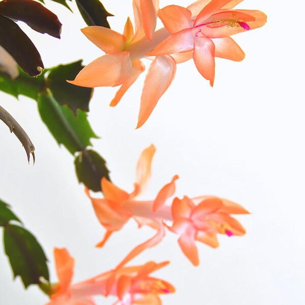 Yellow Christmas Cactus Plant - Etsy