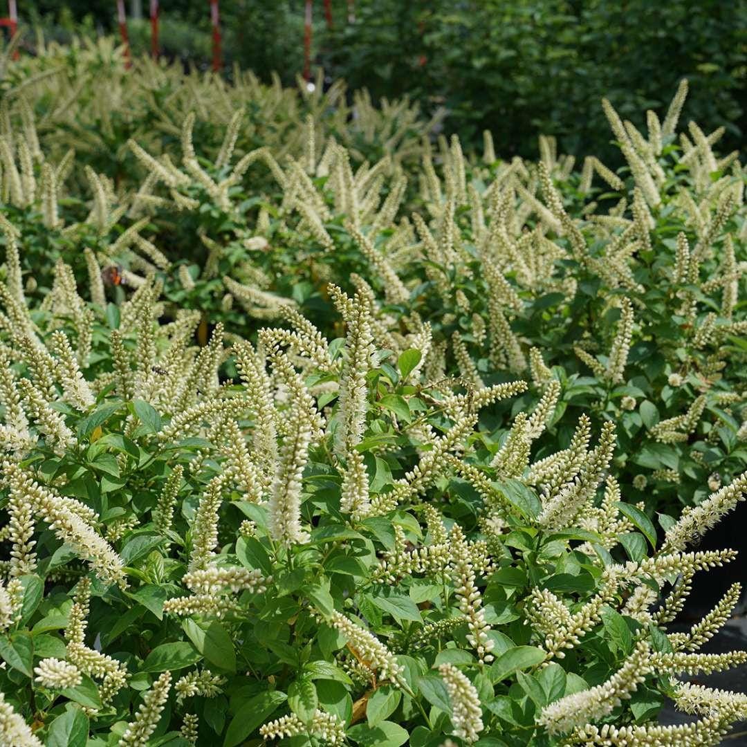 FIZZY MIZZY® Sweetspire - Itea Virginica - 4" Pot - Etsy