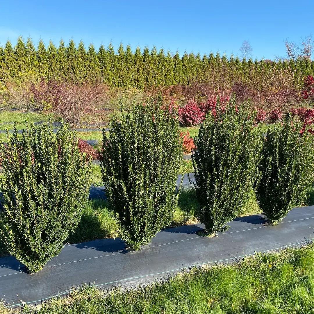 Hedge Box Japanese Holly - Ilex Crenata - Proven Winners - 4" Pot - Etsy