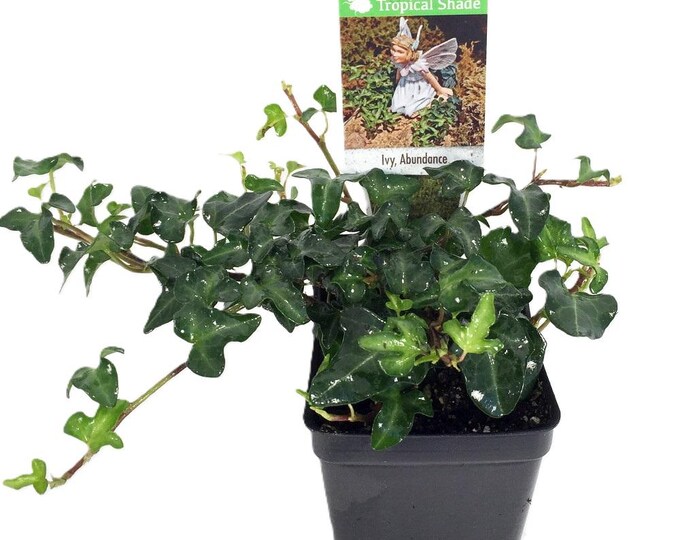 Miniature Abundance English Ivy 2.5 Pot Terrarium/fairy Garden/house ...