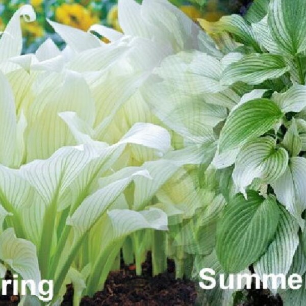 Hosta - Etsy
