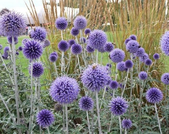 Blue Globe Thistle Seeds, Echinops Ritro EC4020 - Etsy