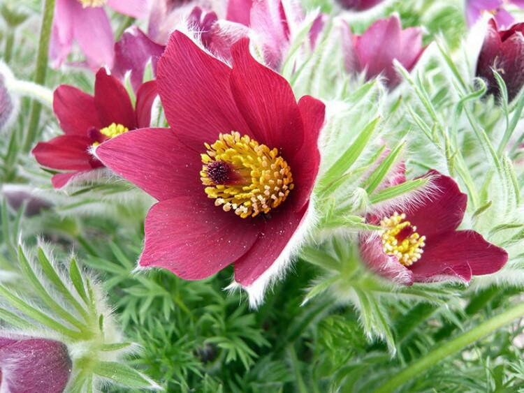 Red Cloak Anemone Pasque Flower Pulsatilla Vulgaris 15 Seeds Shade
