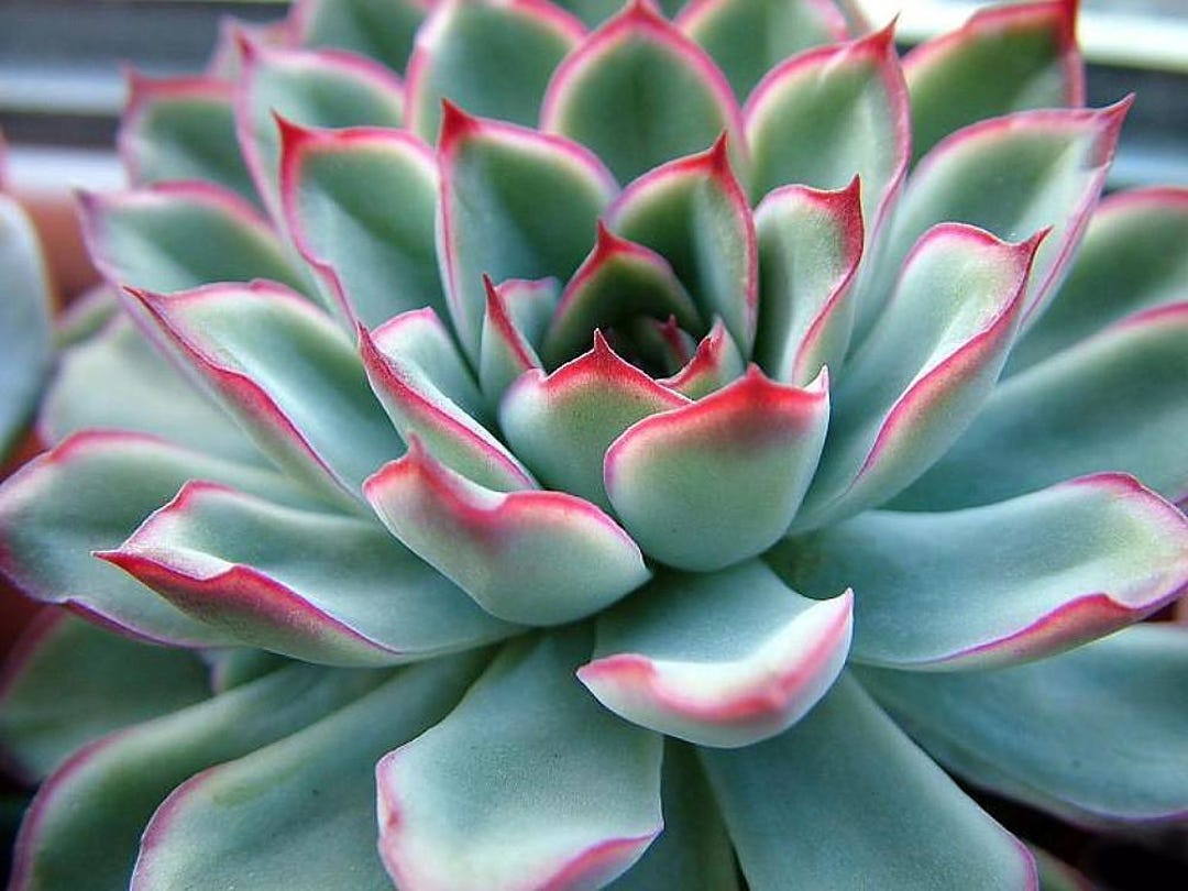 Red Tipped Desert Rose Succulent Echeveria Pulidonis 2.5 Pot - Etsy