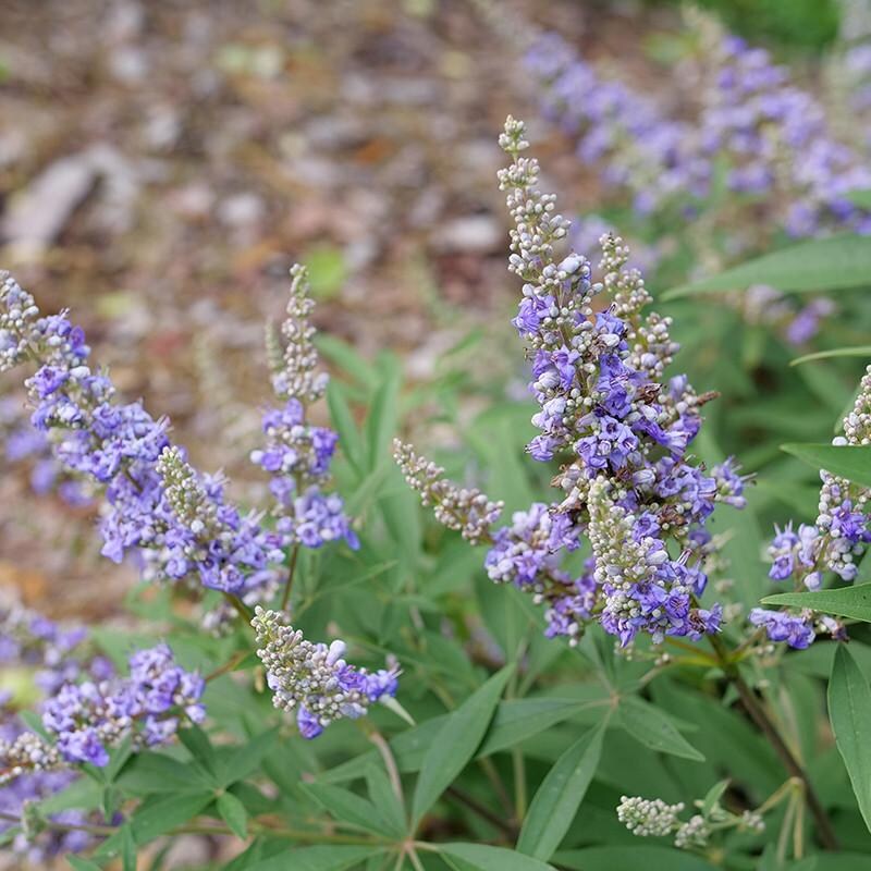 Vitex Tree - Etsy