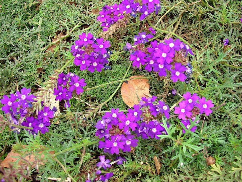 Moss Verbena 40 Seeds Verbena tenuisecta | Etsy