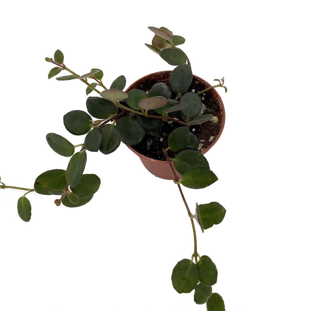 Paula Codonanthe Devosiana Vining Violet Easy House Plant - Etsy
