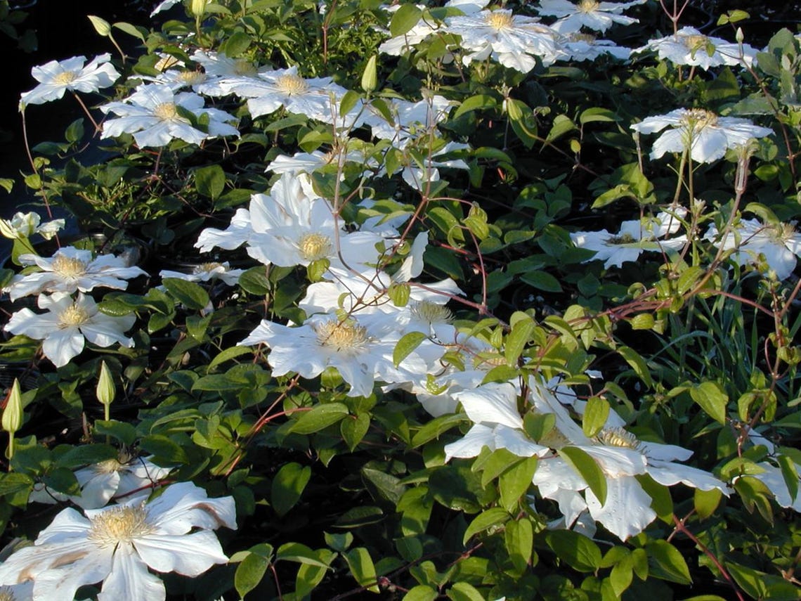 Toki Clematis Huge Snow White Flowers 2.5 Pot - Etsy