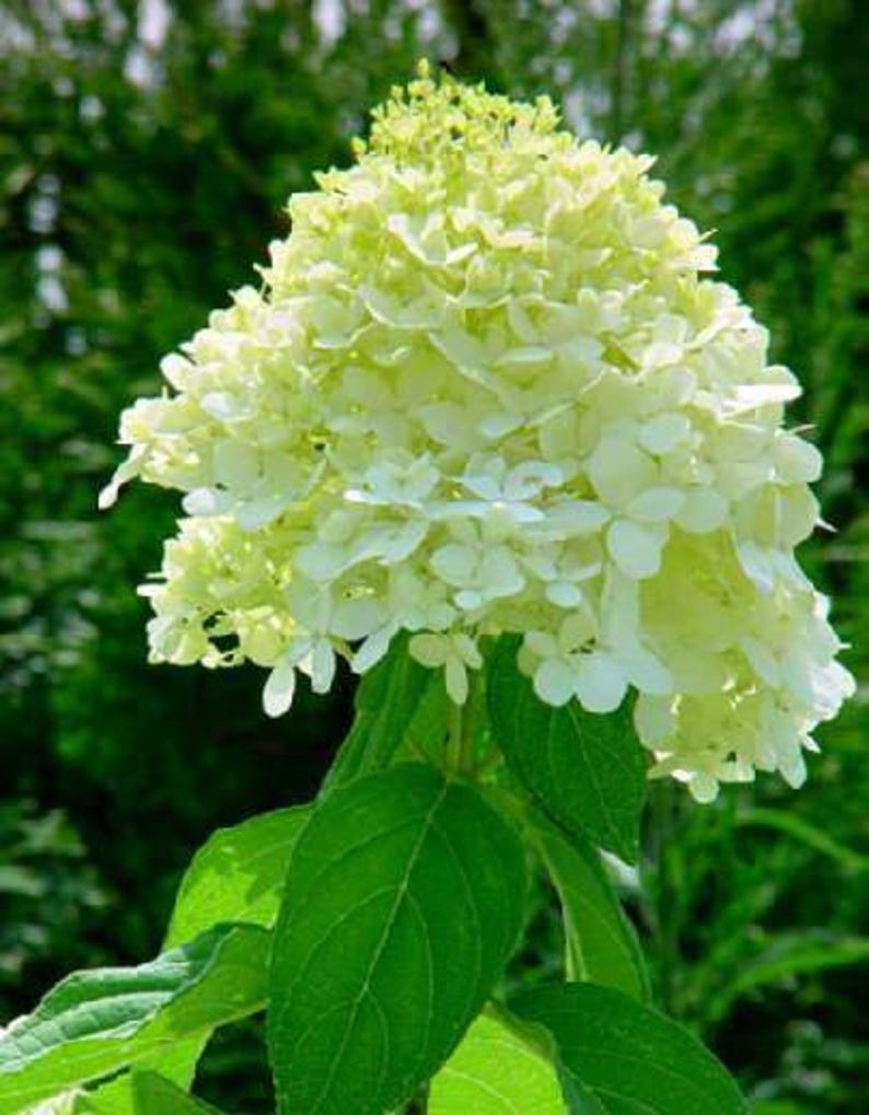 “Little Lime” Hydrangea