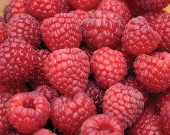 Raspberry Red | Etsy