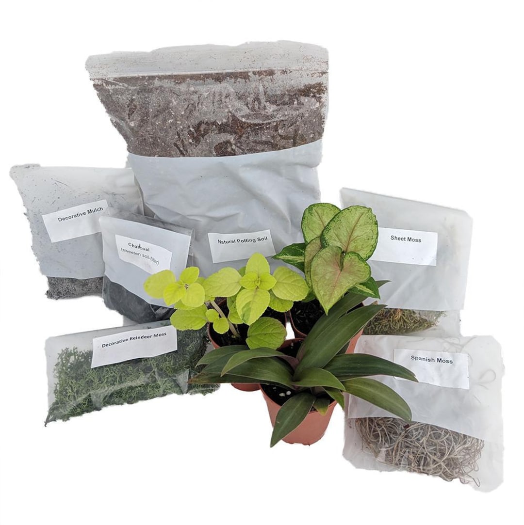 Terrarium/fairy Garden Kit With 3 Plants - Create Your Own Living ...