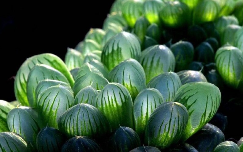 Alien Eggs Succulent Haworthia cooperi 2 Pot | Etsy