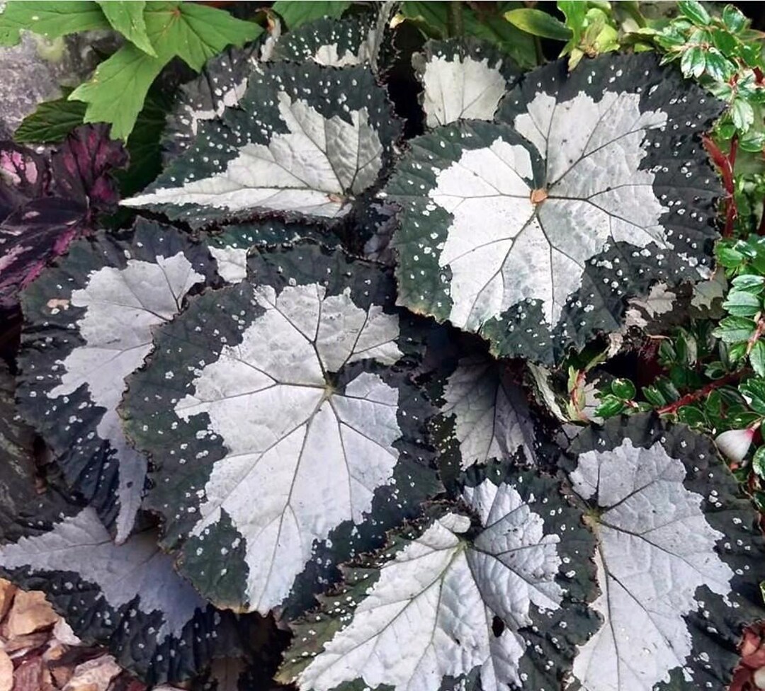 Starry Night Begonia Plant - 3.7" Pot - Terrarium/fairy Garden ...