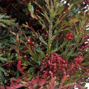 Ruby Red Club Moss Selaginella Exotic Easy House Plant | Etsy