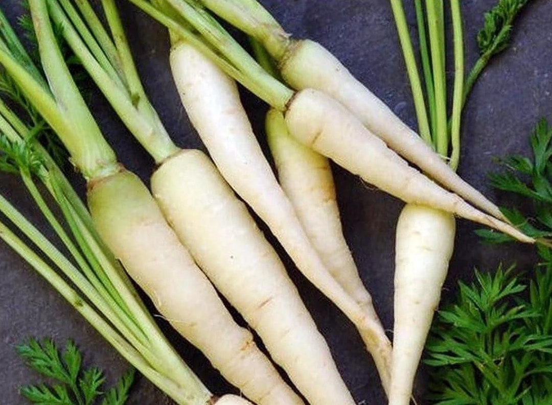 Lunar White Carrot 100 Seeds Tender, Coreless, Sweet Hirt's Gardens - Etsy