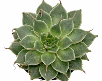 Star Succulent Plant - Etsy
