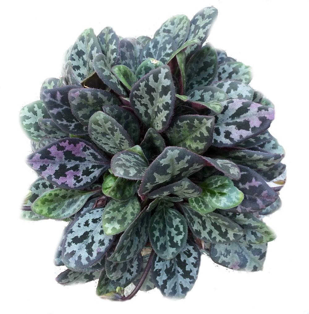 Frosted Jade Asian Violet - Primulina Pseudoyungfuensis - 2.5" Pot ...