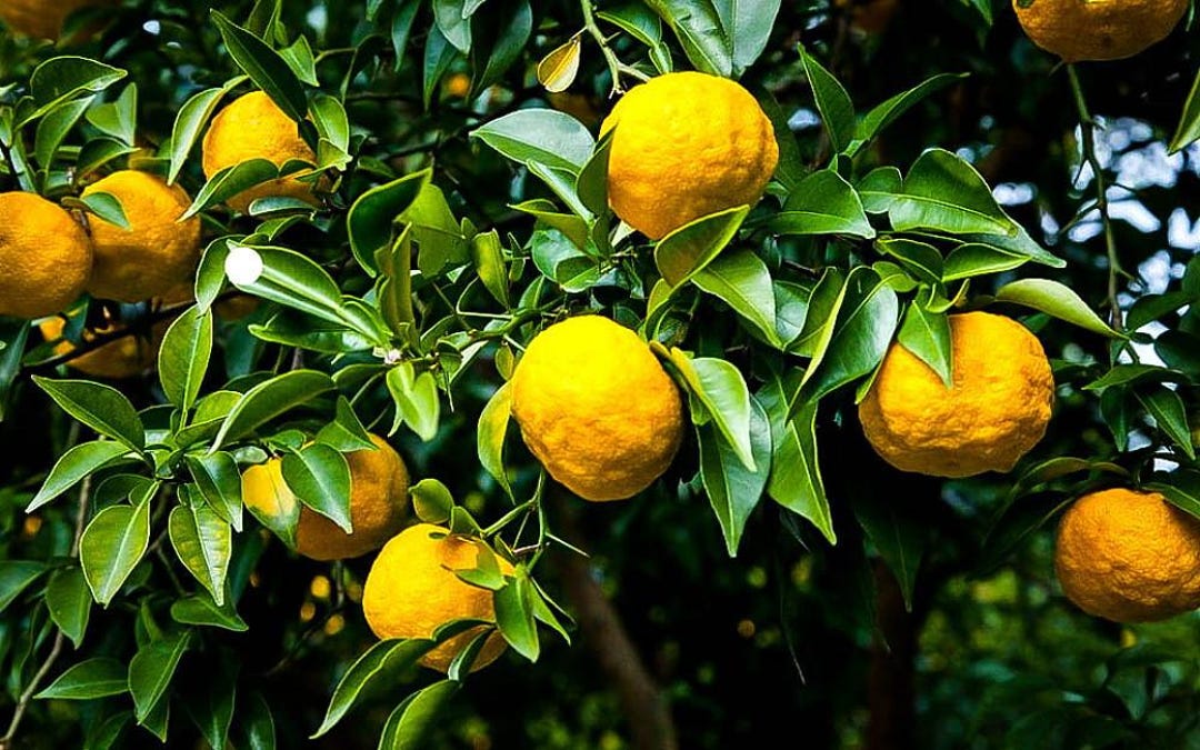 Rare Yuzu Citrus Tree - Indoors/out - No Ship to Tx,fl,az,ca,la,hi - 5 ...