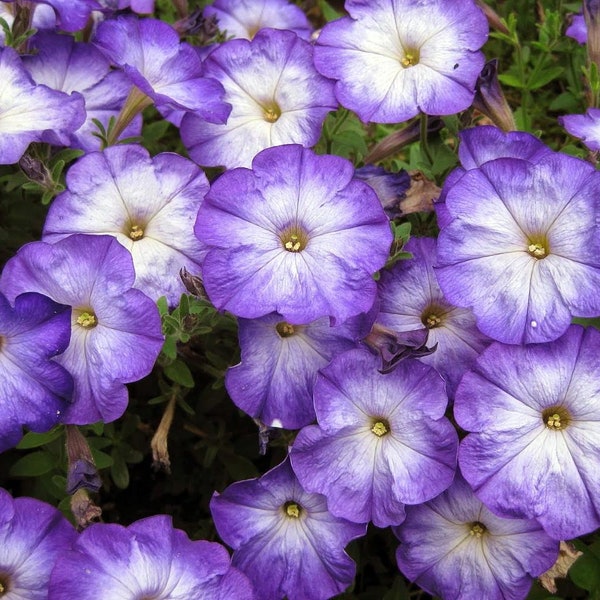 Petunias - Etsy