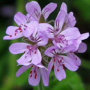 Snowflake Scented Leaf Geranium - Citronella Mosquito Plant - Quart Pot ...