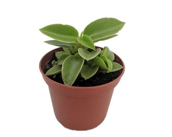 New Cultivar Peperomia Dragon Skin 4pot ALL PLANTS Require You to ...