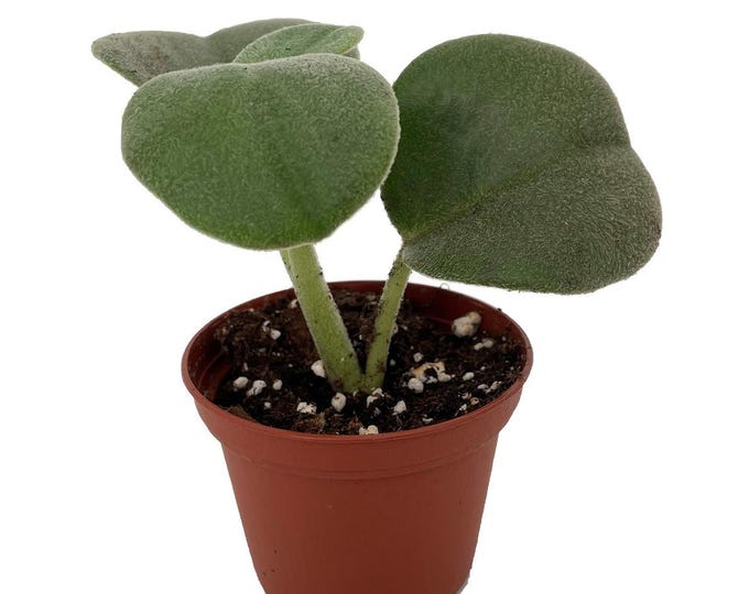 Peperomia Incana | 'pepperface Peperomia' | 'felted Peperomia' - Etsy