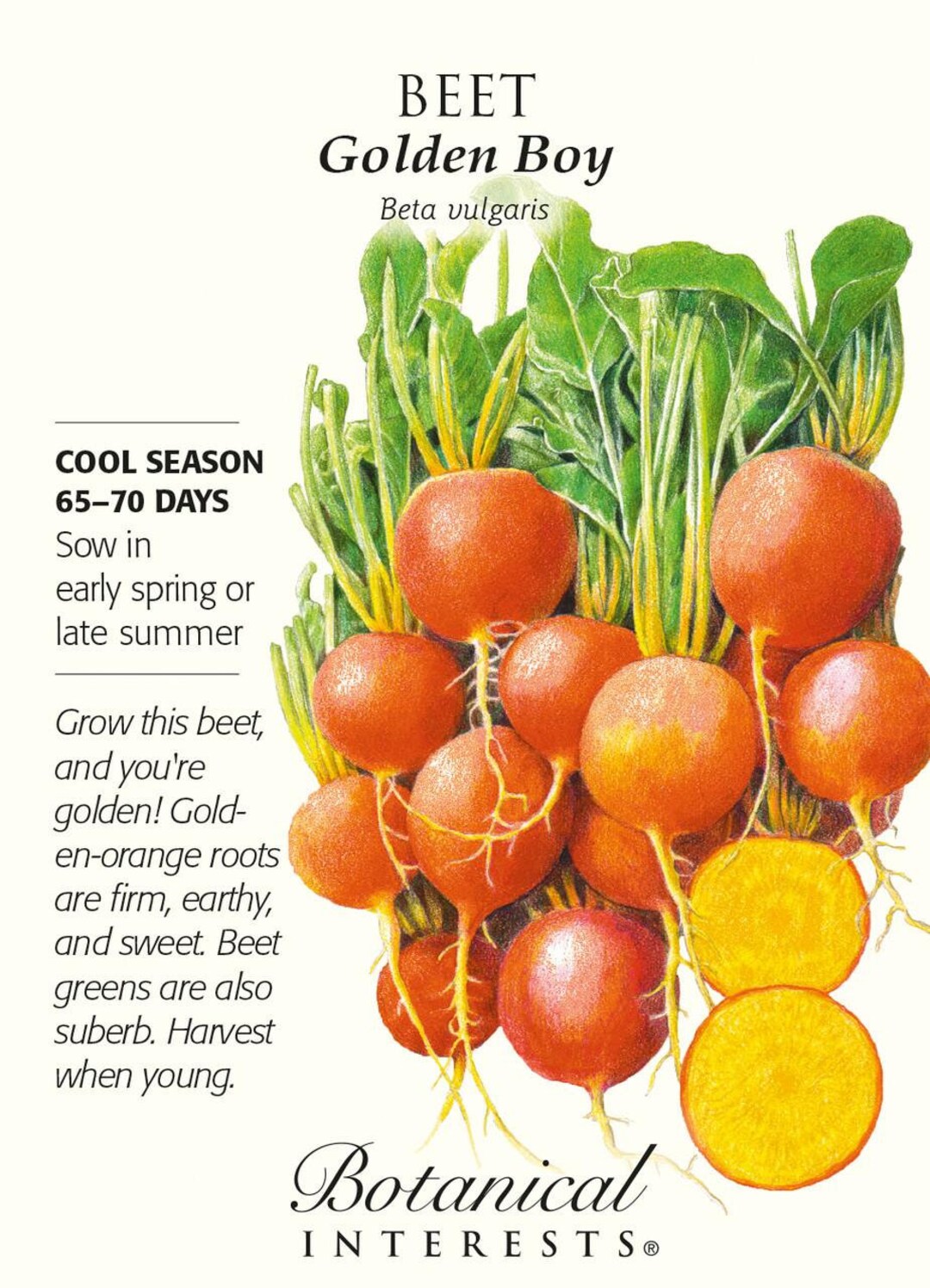 Golden Boy Beet Seeds 1 Gram - Etsy