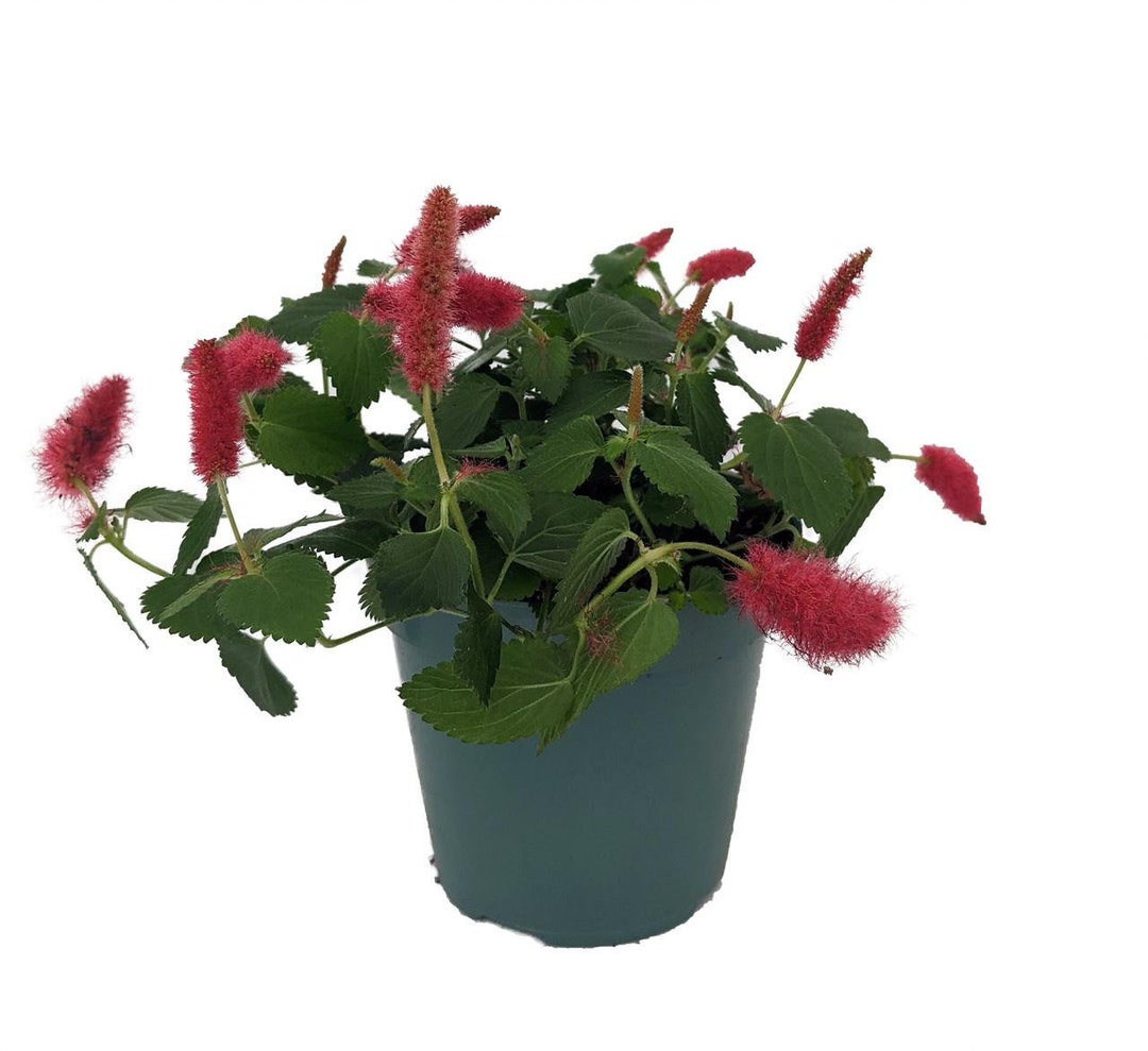 Chenille Firetail Plant Cat Tails Plant Acalypha 4 Pot - Etsy