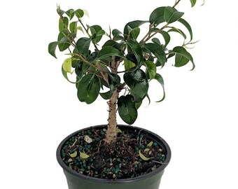 Variegated Weeping Ficus Benjamina 4 - Etsy