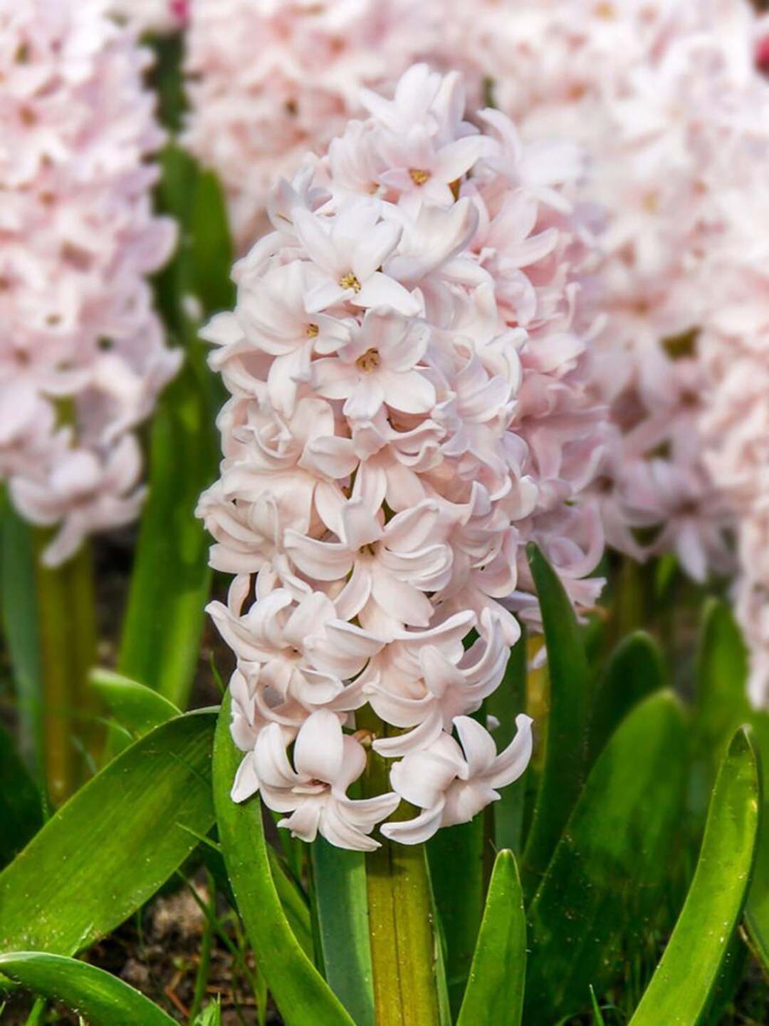 China Pink Hyacinth 5 Bulbs Soft Pink Fragrant New - Etsy