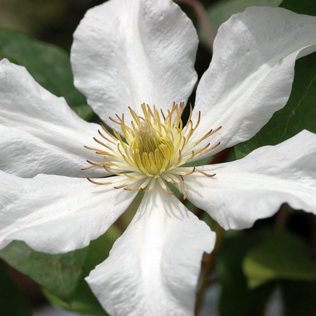 Toki Clematis Huge Snow White Flowers 2.5 Pot - Etsy