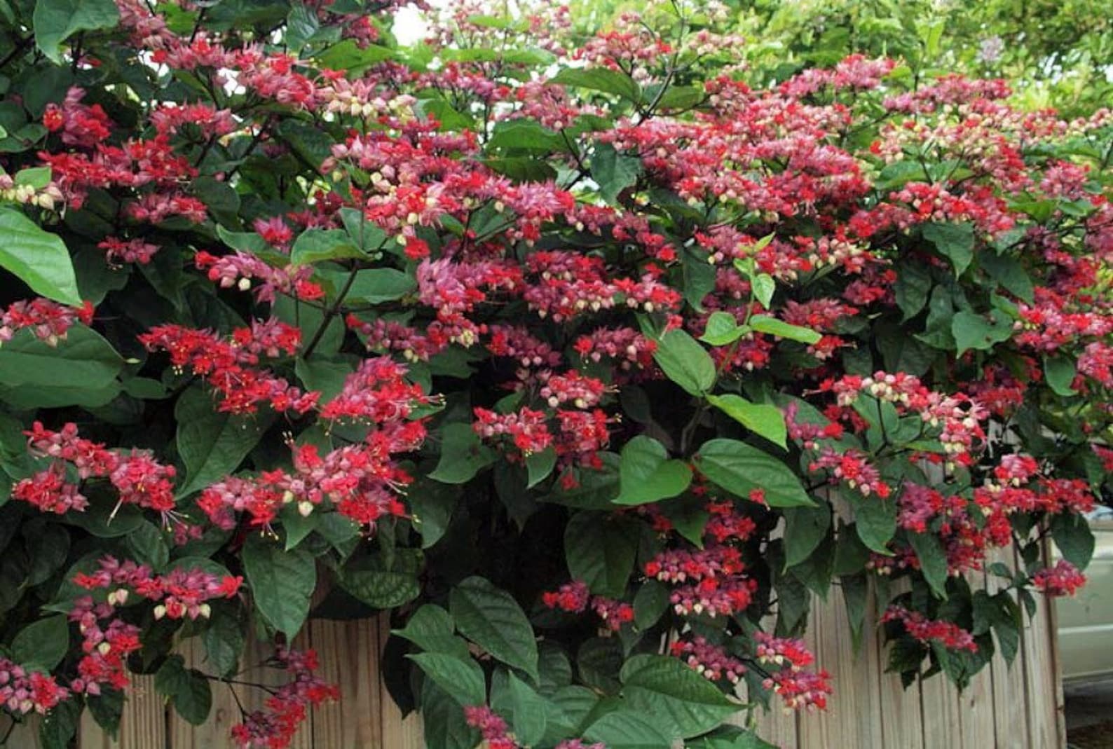Java Red Bleeding Heart Vine Plant Clerodendrum | Etsy