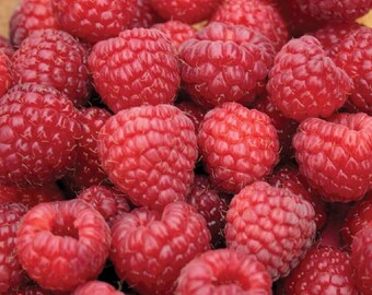 Latham Raspberry Plant - Etsy