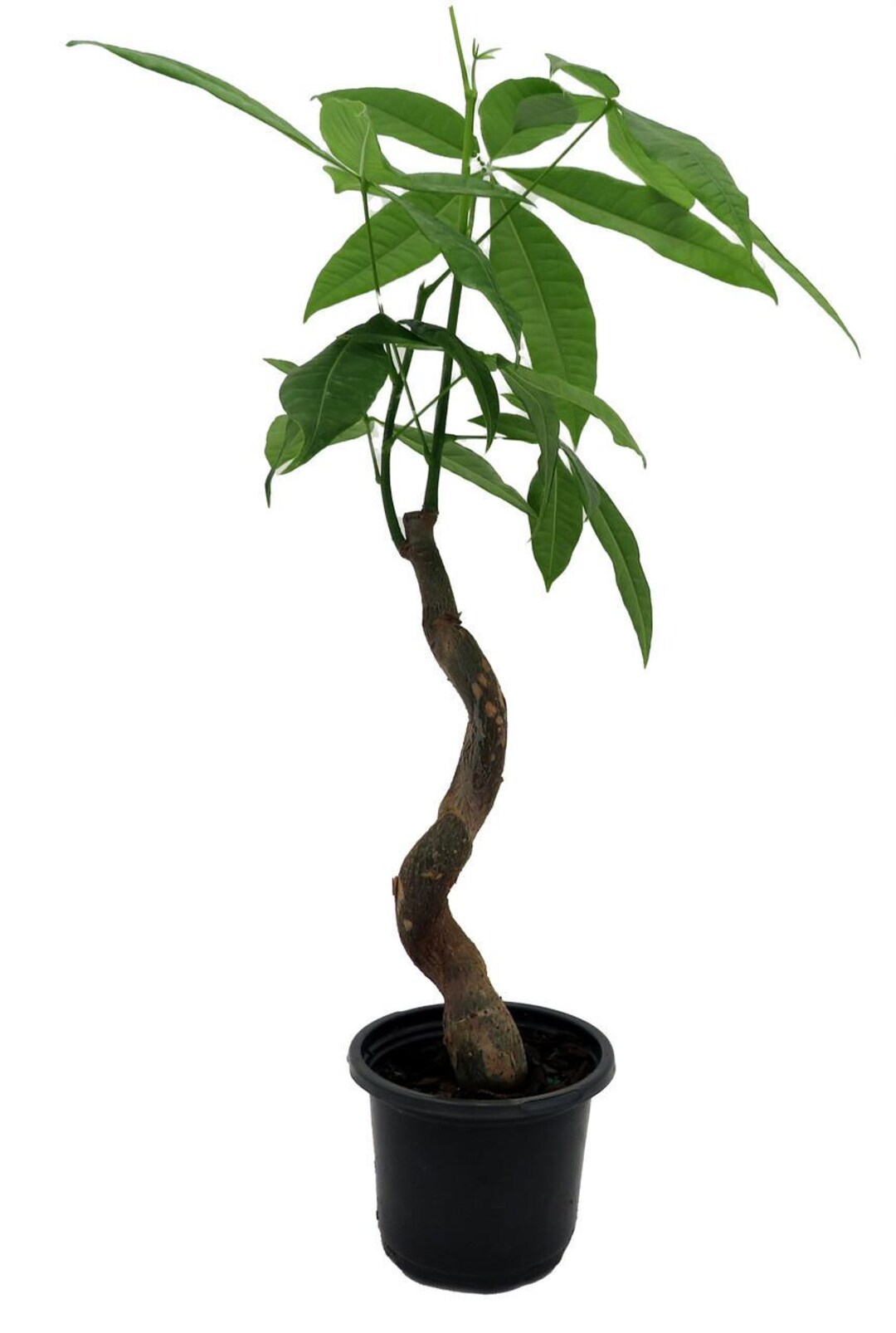 Wavy Trunk Pachira-fortune Tree-4" Pot - Etsy