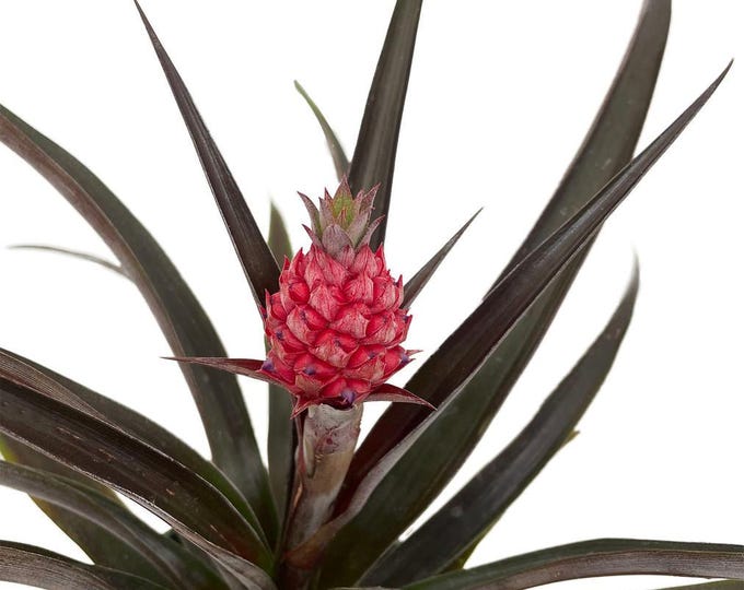 Red Spinless Pineapple Plant - LIVE PLANT Ships Within the Week!!!* - Etsy